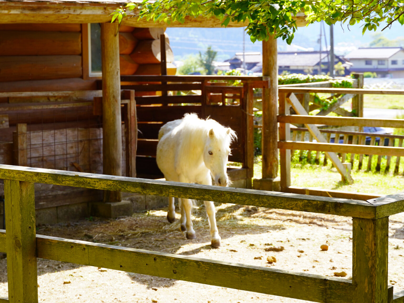 猫とポニーとオムライス。200年の時を刻む古民家カフェでとびきり素敵な時間を | Localprime【兵庫県のとっておきの体験を】