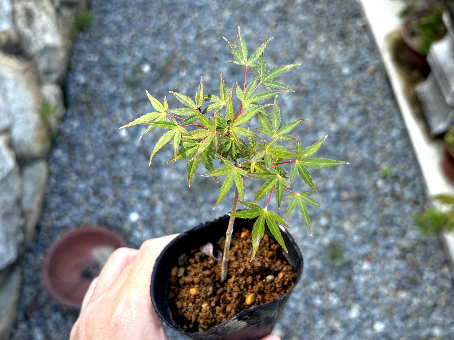 【高砂市】盆栽をもっと身近に！亀次郎商店・長谷川さんの「きらっと」 | Localprime【兵庫県のとっておきの体験を】